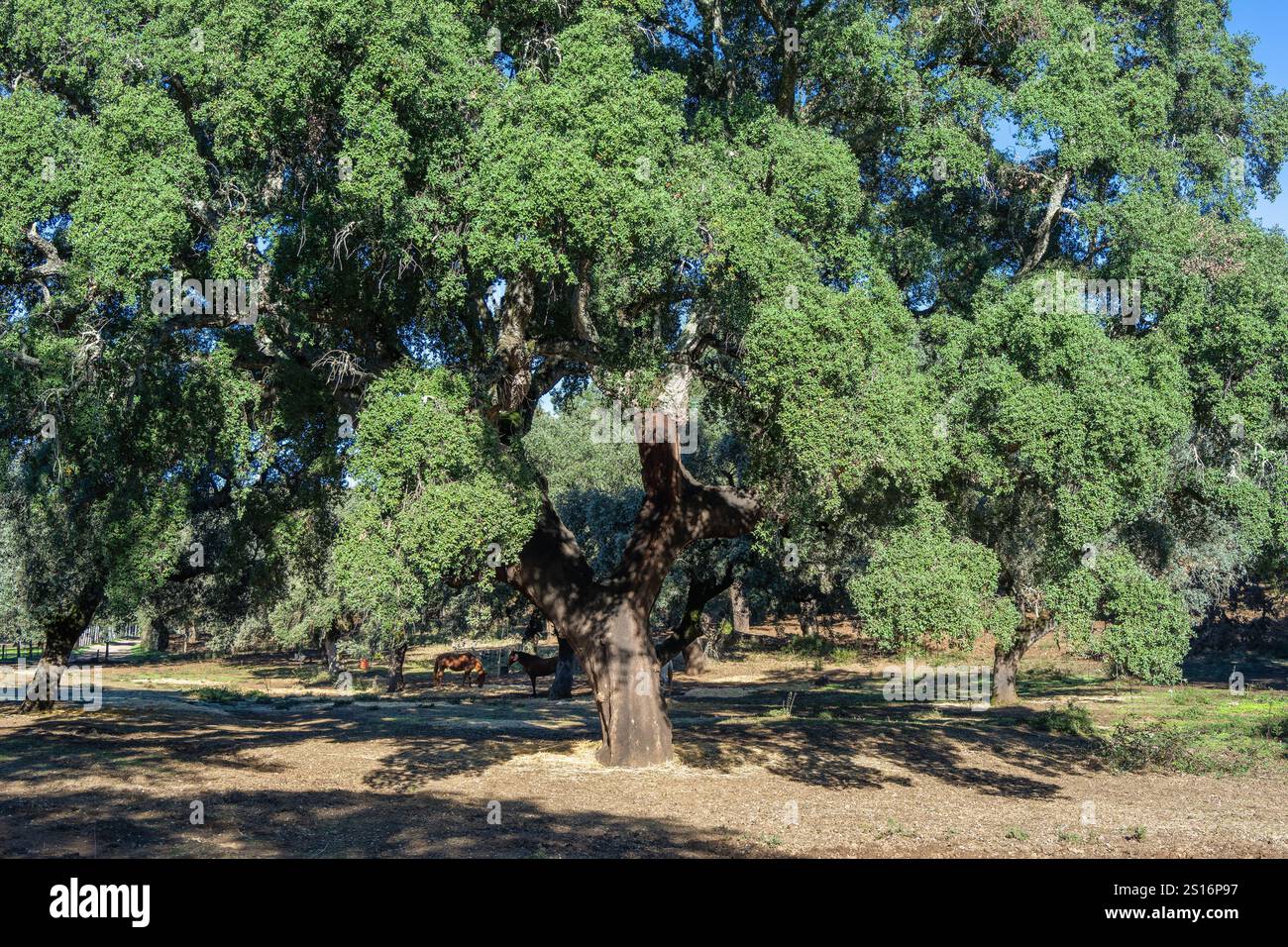 A mature cork oak tree with stripped bark in a pig farm. The acorns ...