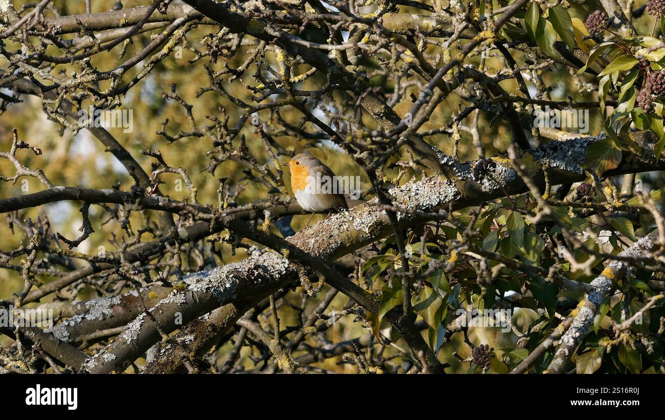 Small Robin Sitting on a Tree Branch in a Forested Area Stock Photo - Alamy