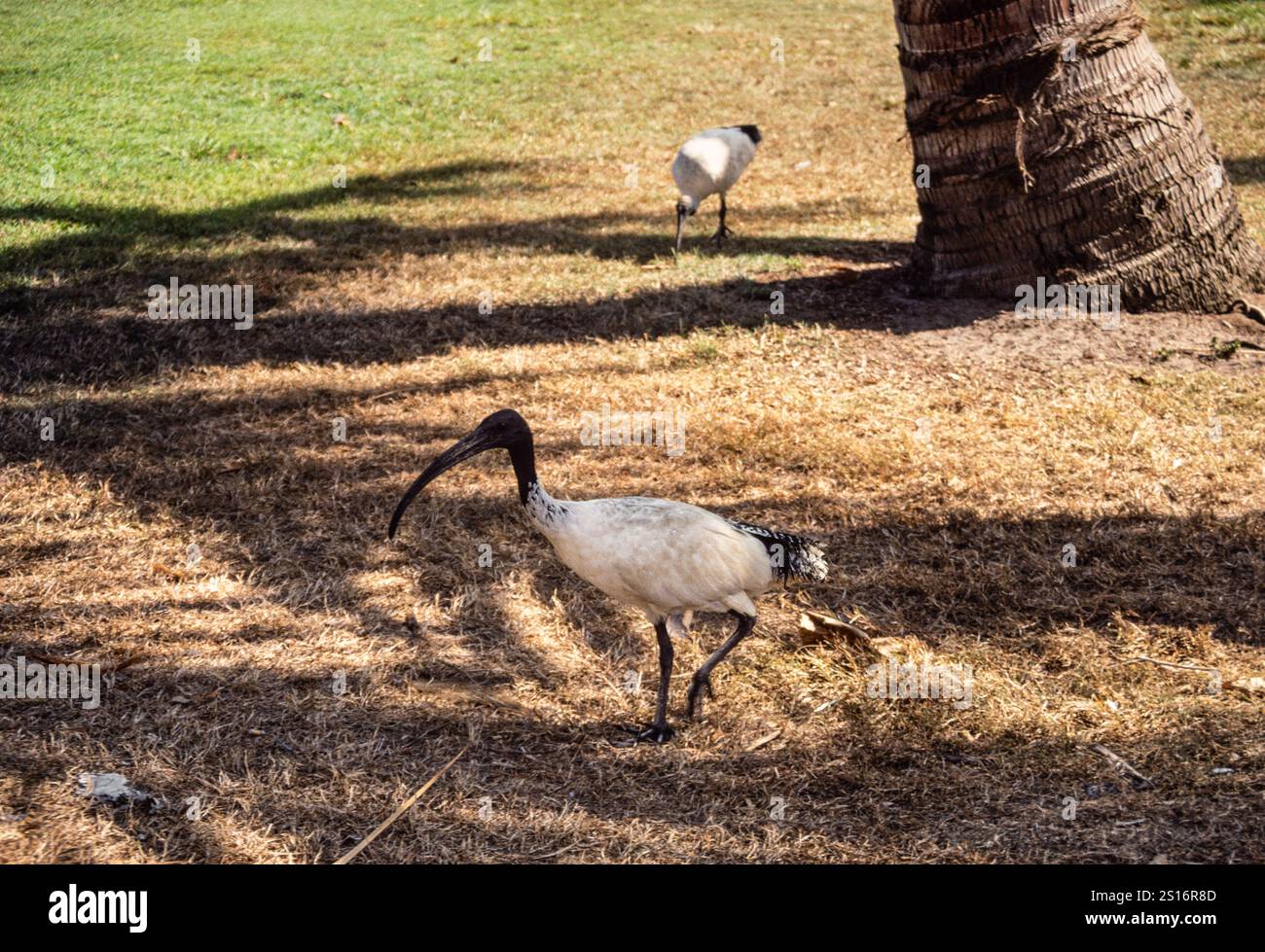 Australian white ibis birds (Threskiornis molucca) in an urban park in ...