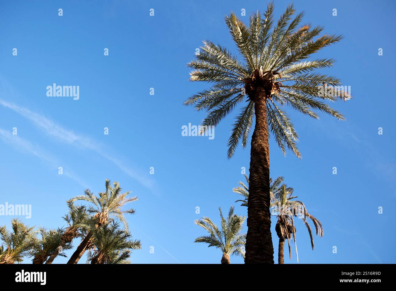 date palm trees growing in downtown marrakesh, morocco Stock Photo - Alamy