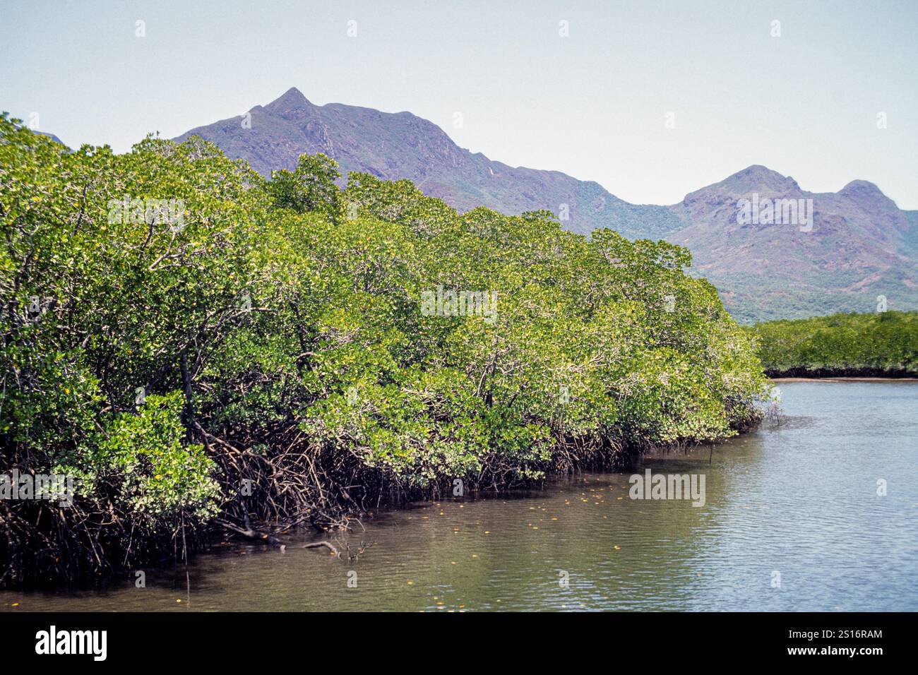 Mangrove swamps lining the Hinchinbrook Channel in North Queensland ...