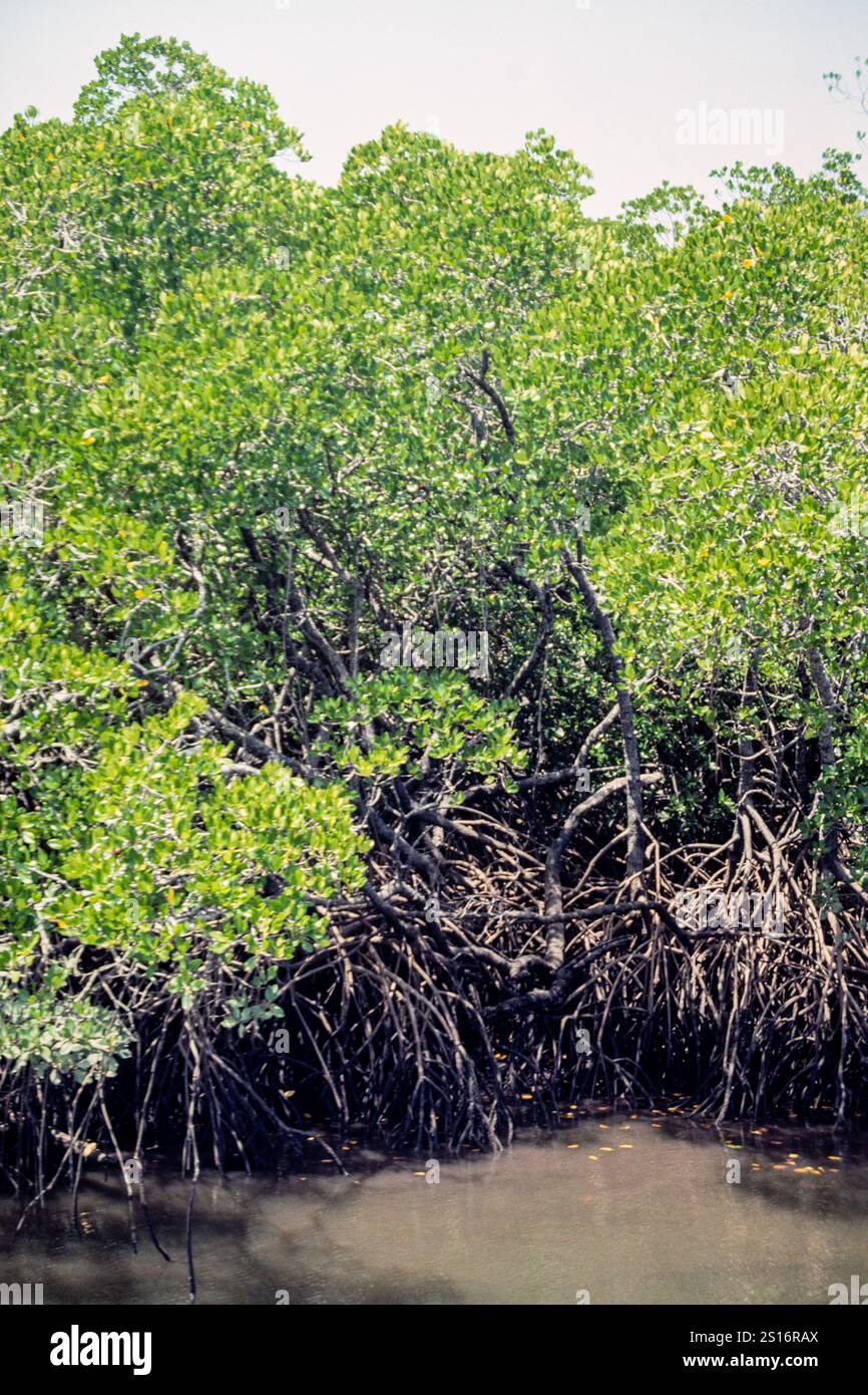 Mangrove swamps lining the Hinchinbrook Channel in North Queensland ...