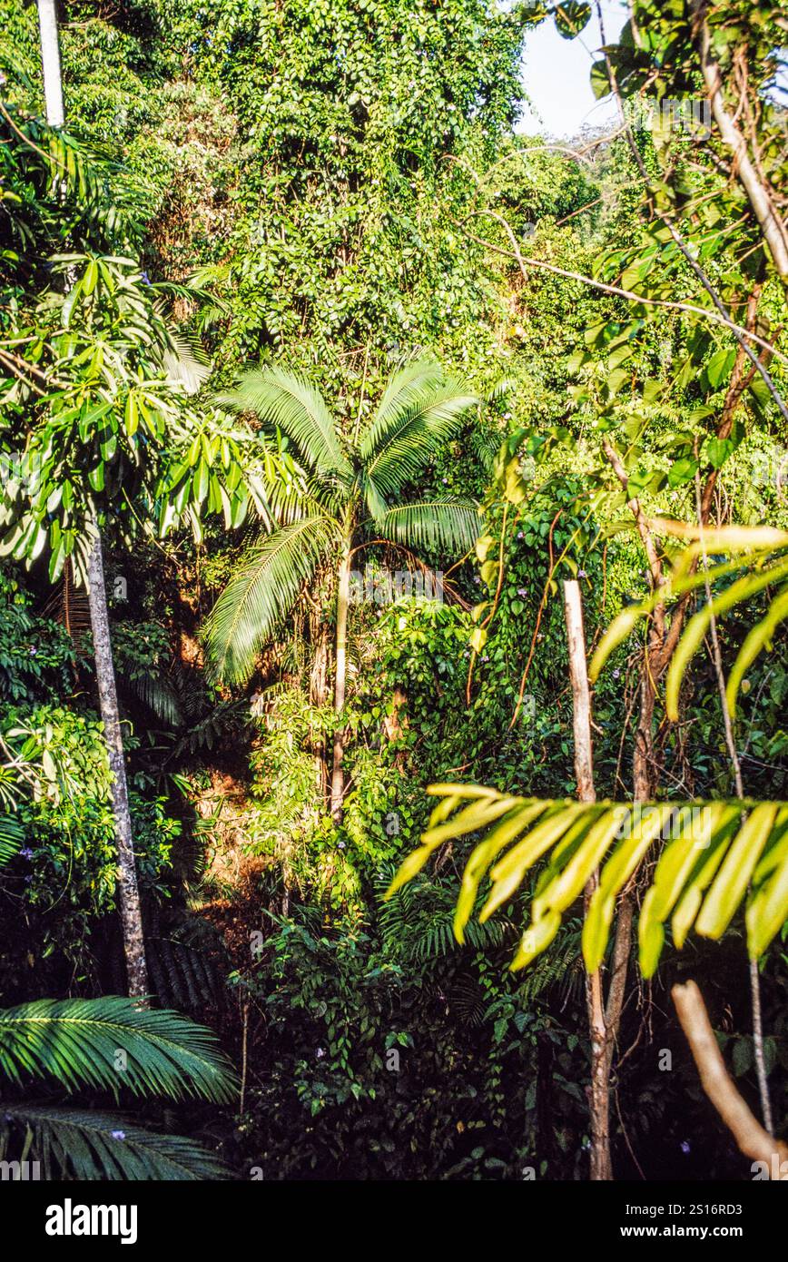 Tropical rainforest on Dunk Island, also known as Coonanglebah in the ...