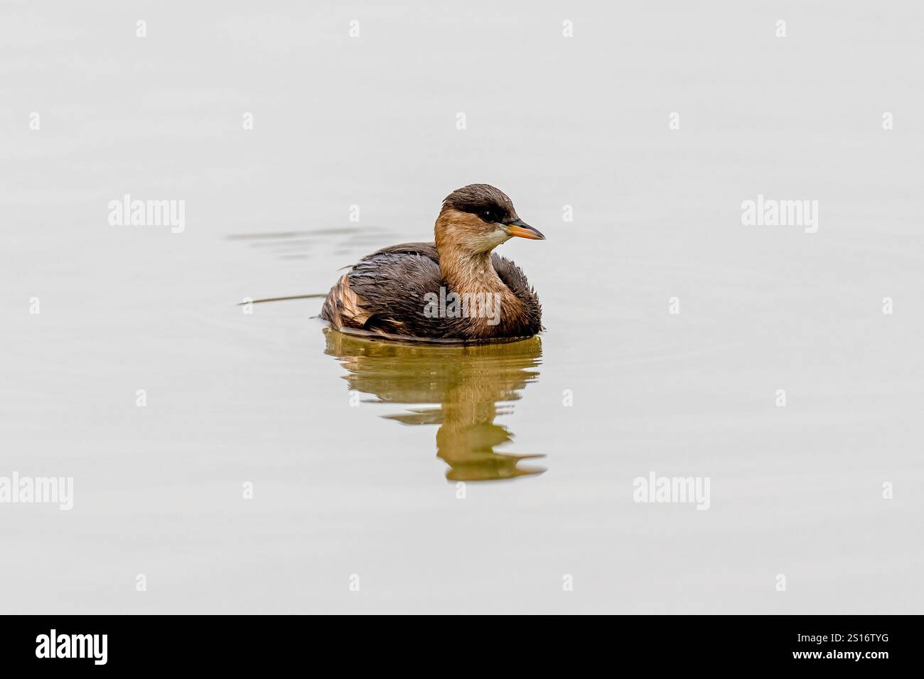 Little grebe-Tachybaptus ruficollis in winter plumage Stock Photo - Alamy