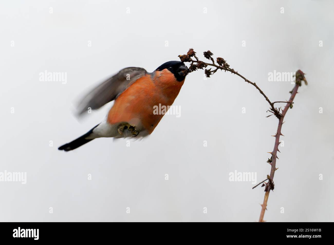 Male Bullfinch-Pyrrhula pyrrhula feeding in flight. Winter Stock Photo ...