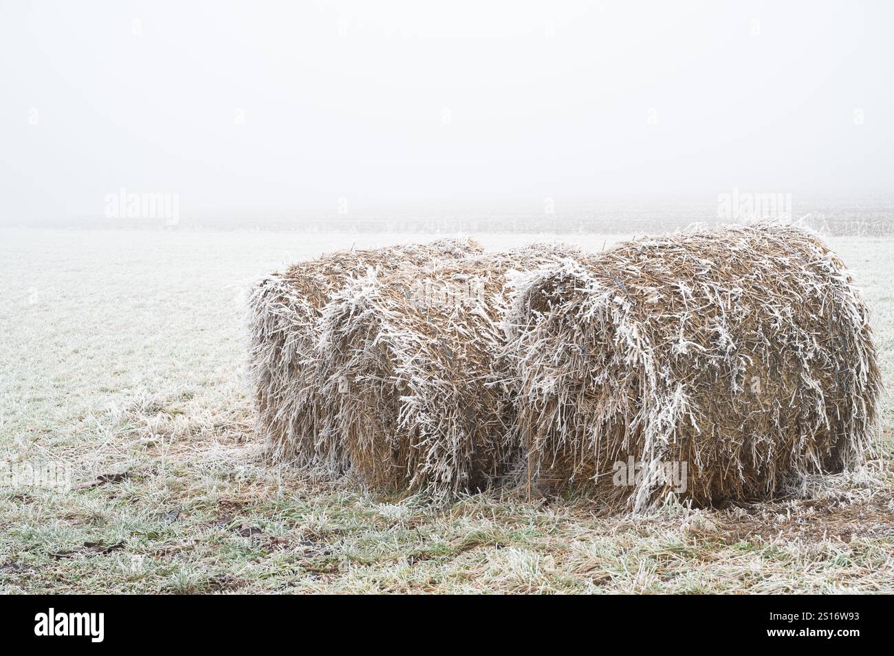 Straw bale on the field, ground frost and snow in winter, agriculture ...