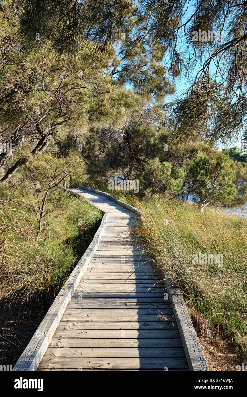 The boardwalk amongst riverine vegetation in late afternoon light at ...