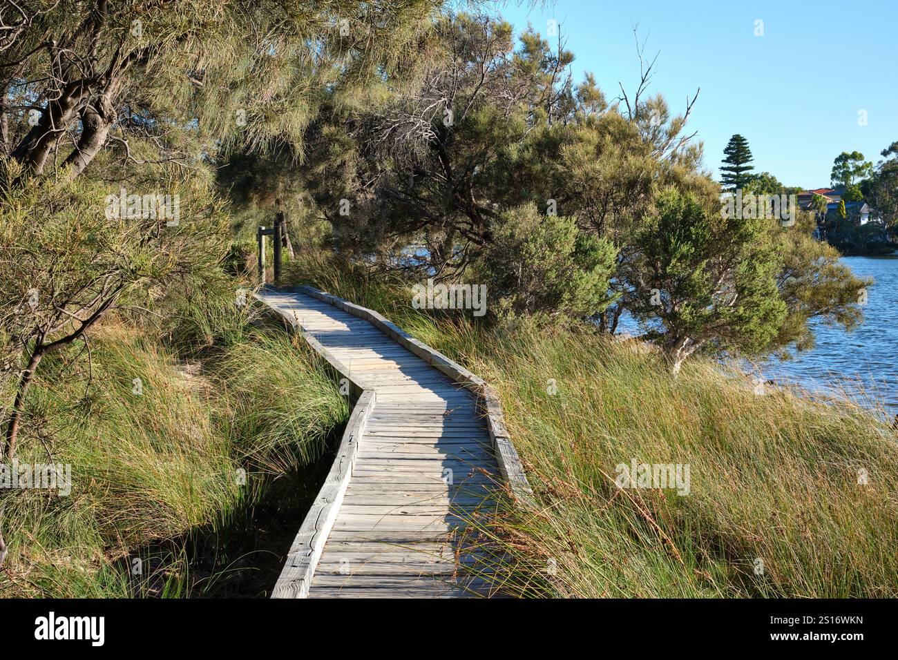 The boardwalk amongst riverine vegetation in late afternoon light at ...