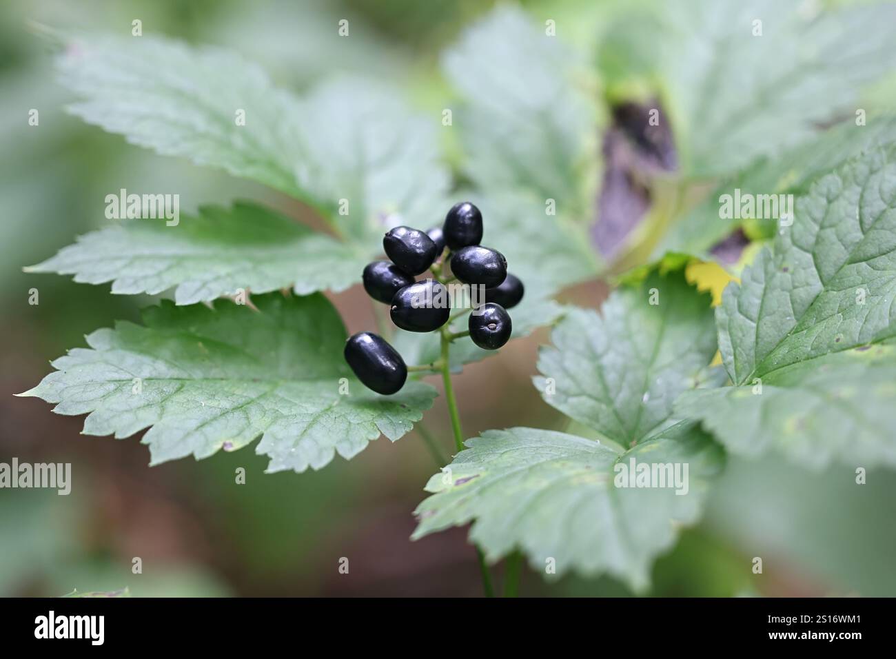 Bugbane hi-res stock photography and images - Alamy
