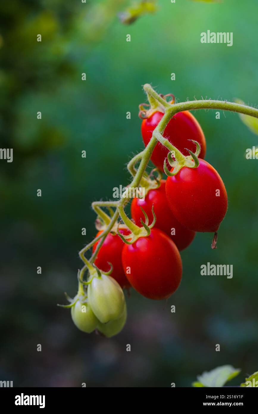 These Datterino tomatoes hang from their vines with smooth, bright red skins and compact shapes ...
