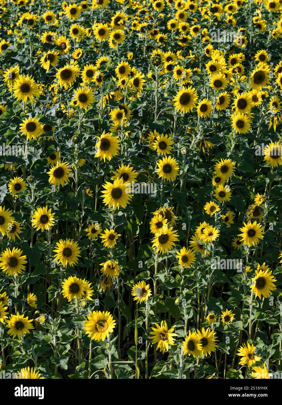 A crop of sunflowers in full bloom Stock Photo - Alamy