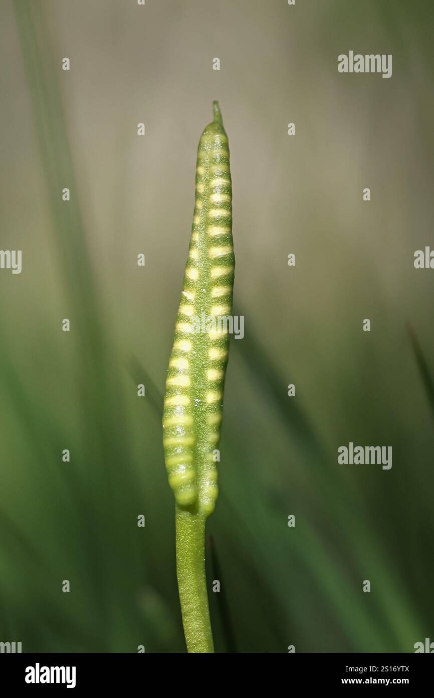 Adder's-tongue, Ophioglossum vulgatum, also known as southern adders ...
