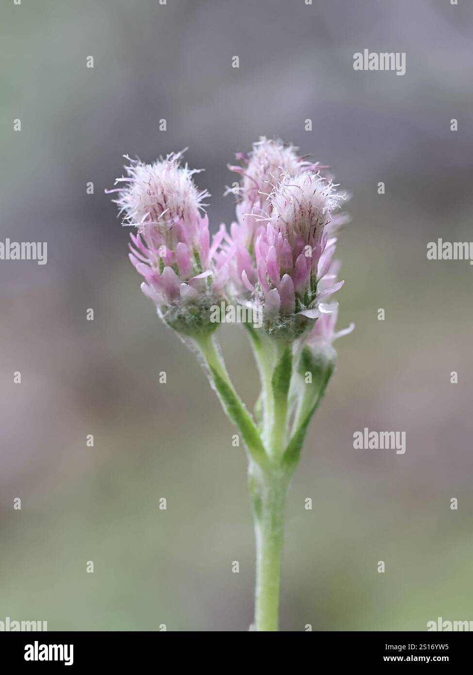 Cats foot antennaria dioica hi-res stock photography and images - Alamy