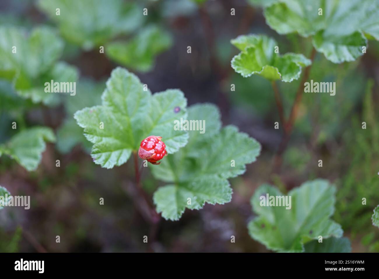 Rubus chamaemorus, commonly known as Cloudberry or Bakeapple, wild ...