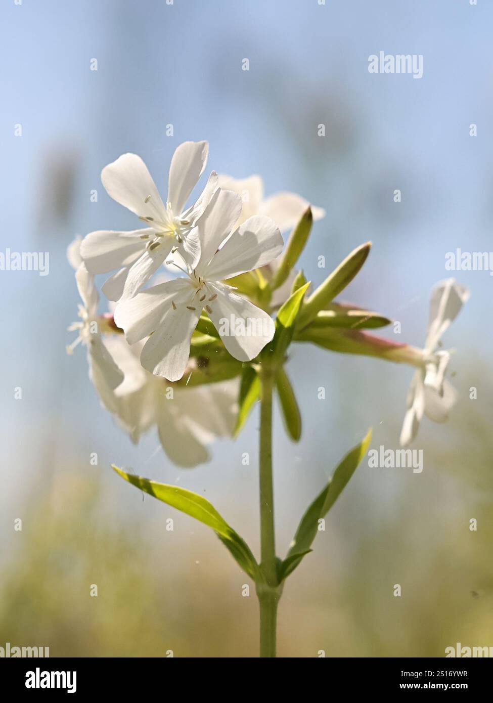 Saponaria officinalis, commonly known as soapwort, crow soap, wild ...