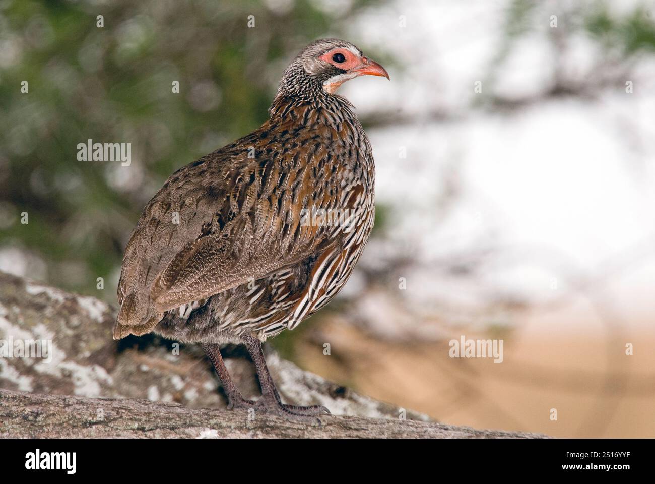Grey-breasted francolin (Pternistis rufopictus) from Serengeti, Tanzania Stock Photo - Alamy
