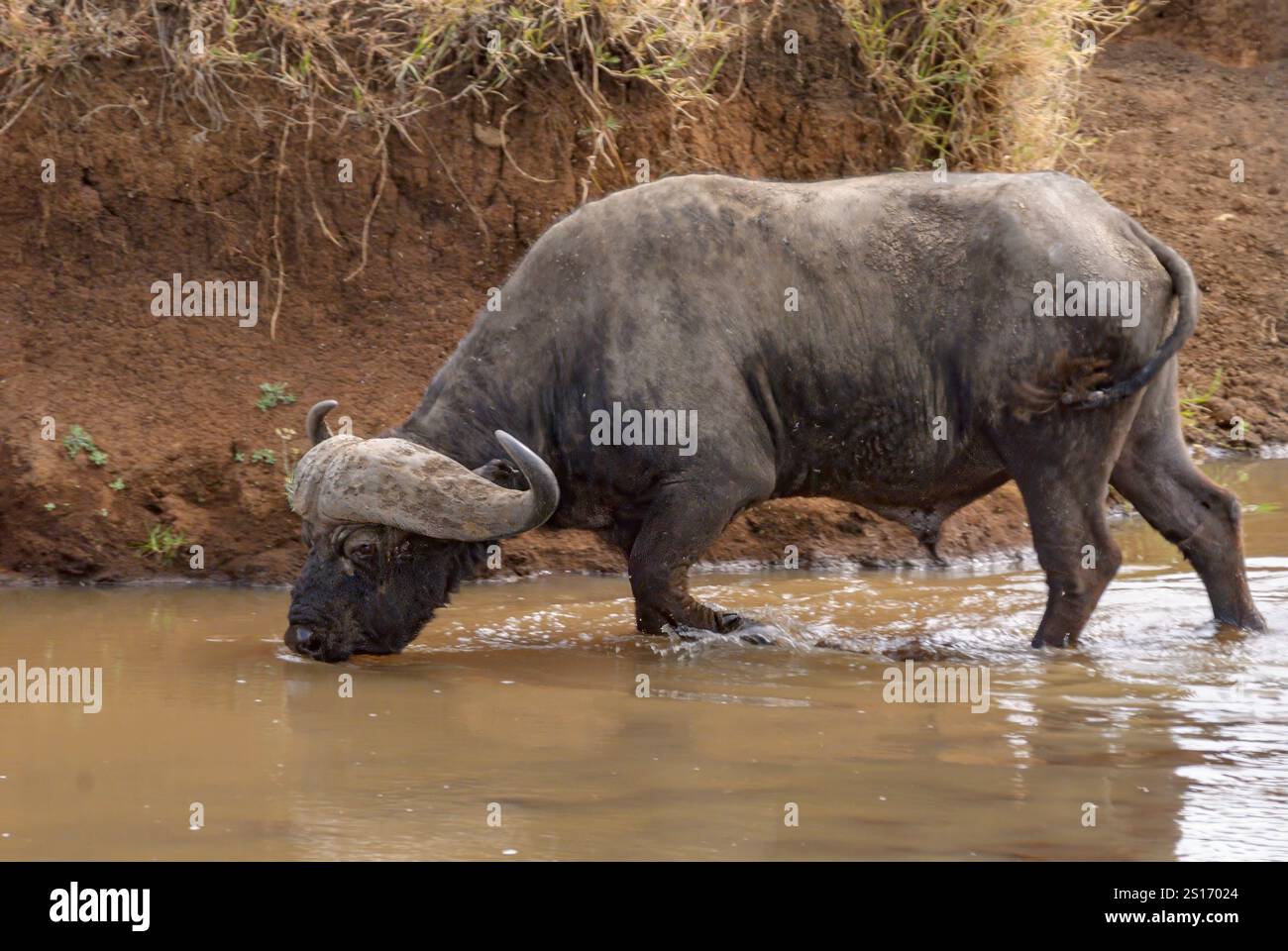 African buffalo ngorongoro tanzania hi-res stock photography and images ...