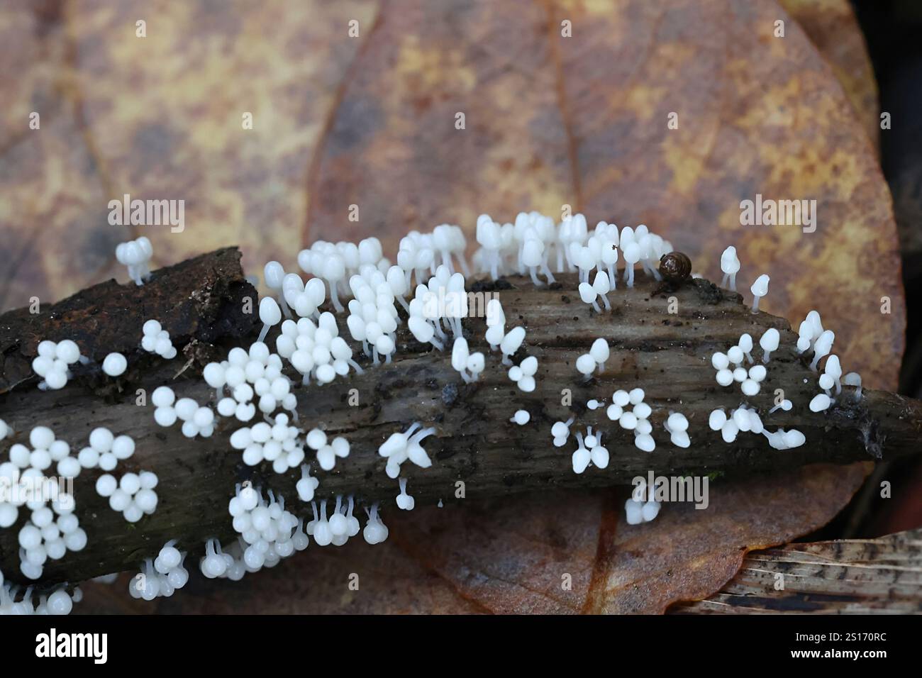 Arcyria denudata, commonly known as Carnival candy slime mold, early ...