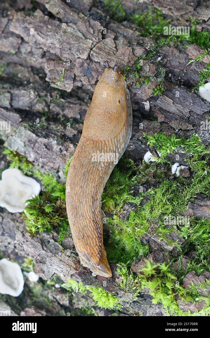 Arion fuscus, known as the Dusky Arion, land slug from Finland Stock ...