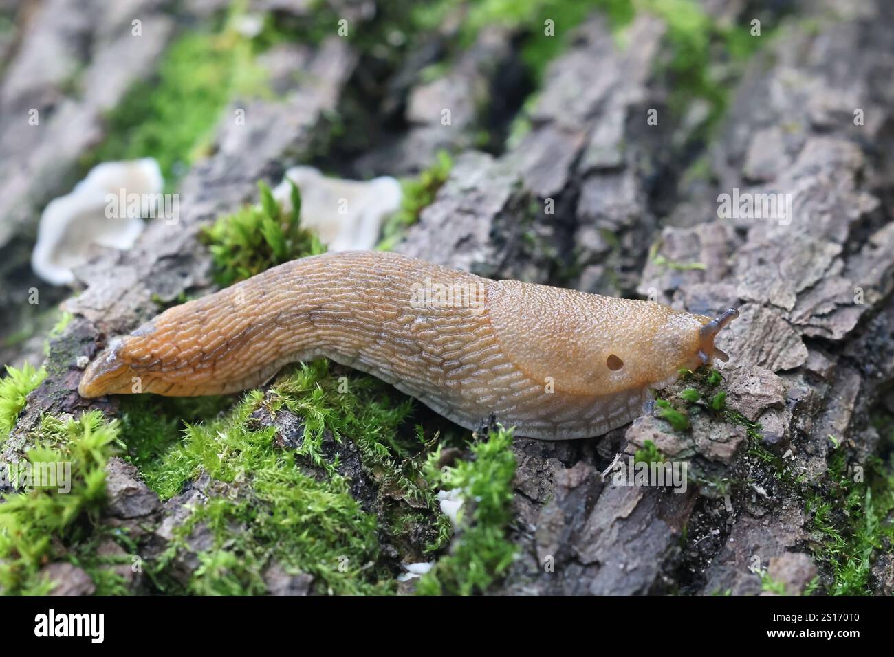 Arion fuscus, known as the Dusky Arion, land slug from Finland Stock ...