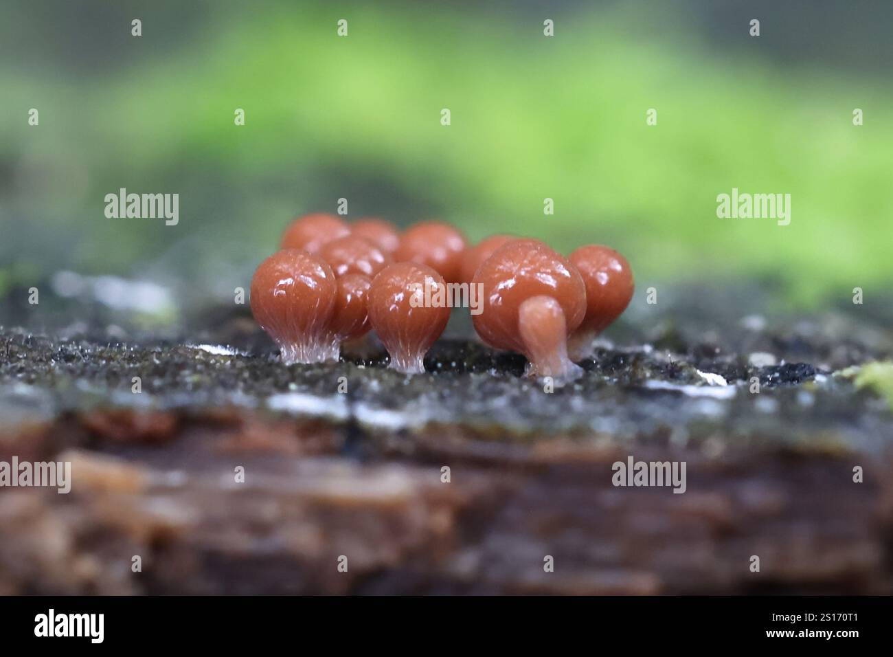 Trichia crateriformis hi-res stock photography and images - Alamy