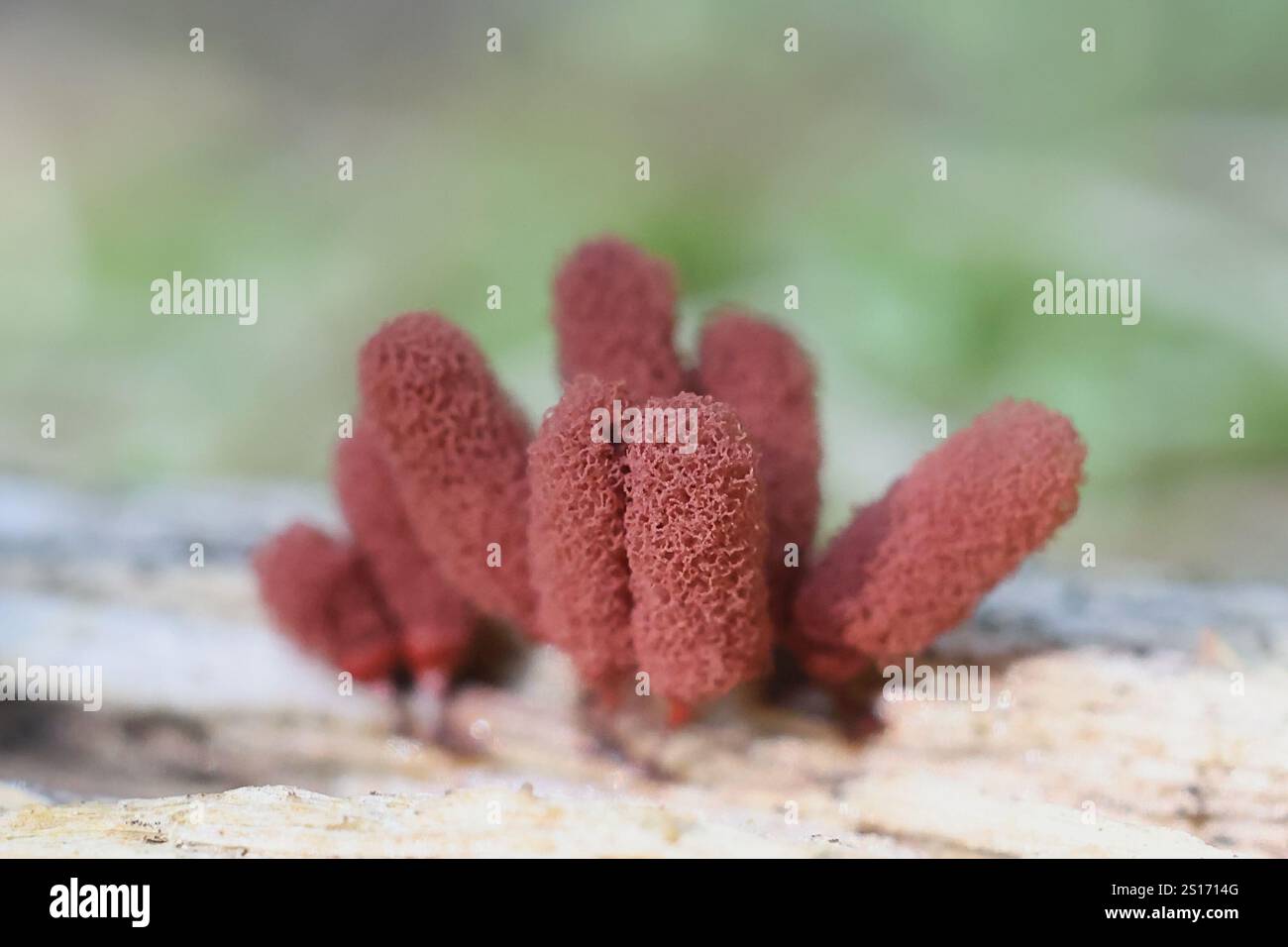 Arcyria major, also called Arcyria insignis var. major, a candy slime ...