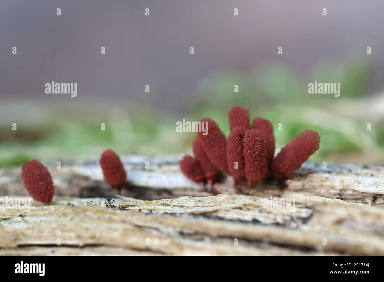 Arcyria major, also called Arcyria insignis var. major, a candy slime ...