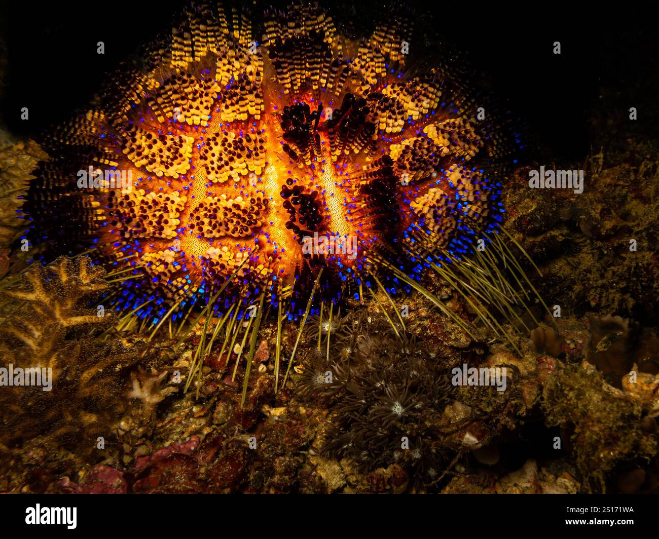 Beautiful radiant Fire Urchin or Astropyga radiata, the red urchin ...