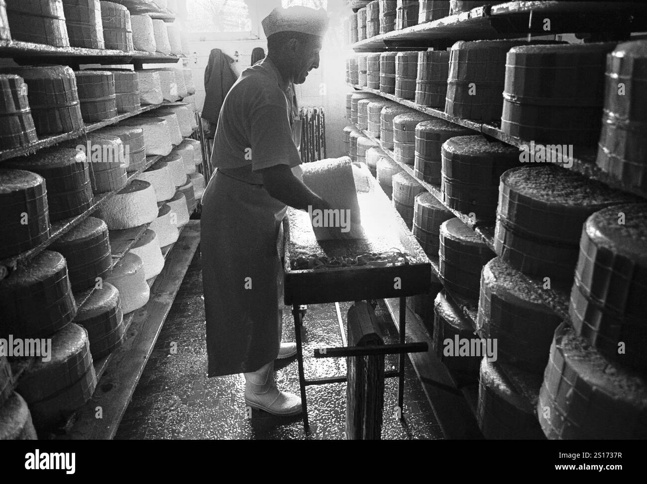 - production of DOC gorgonzola cheese, salting - produzione del ...