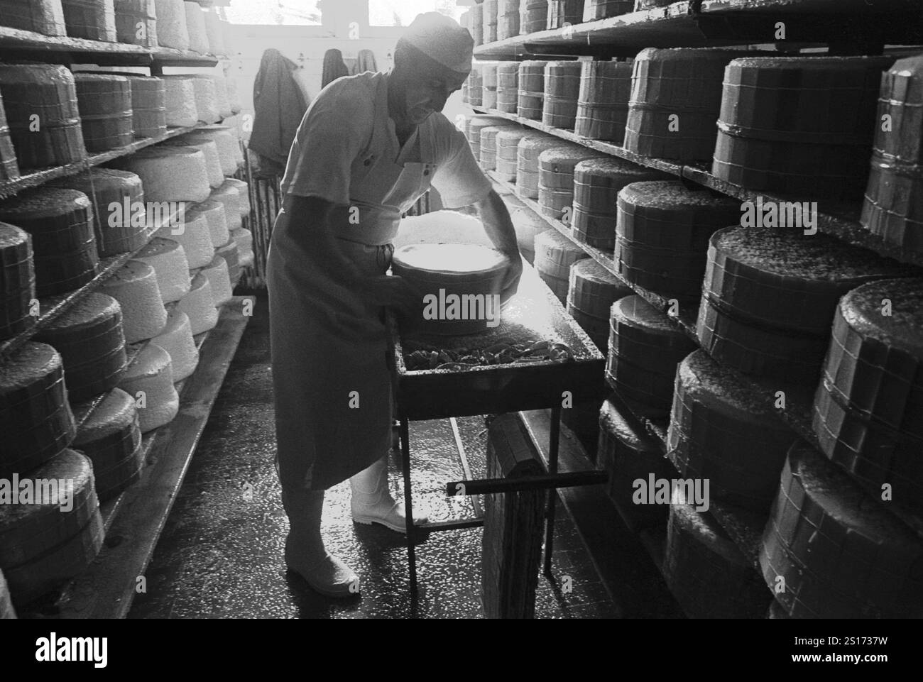 - production of DOC gorgonzola cheese, salting - produzione del ...