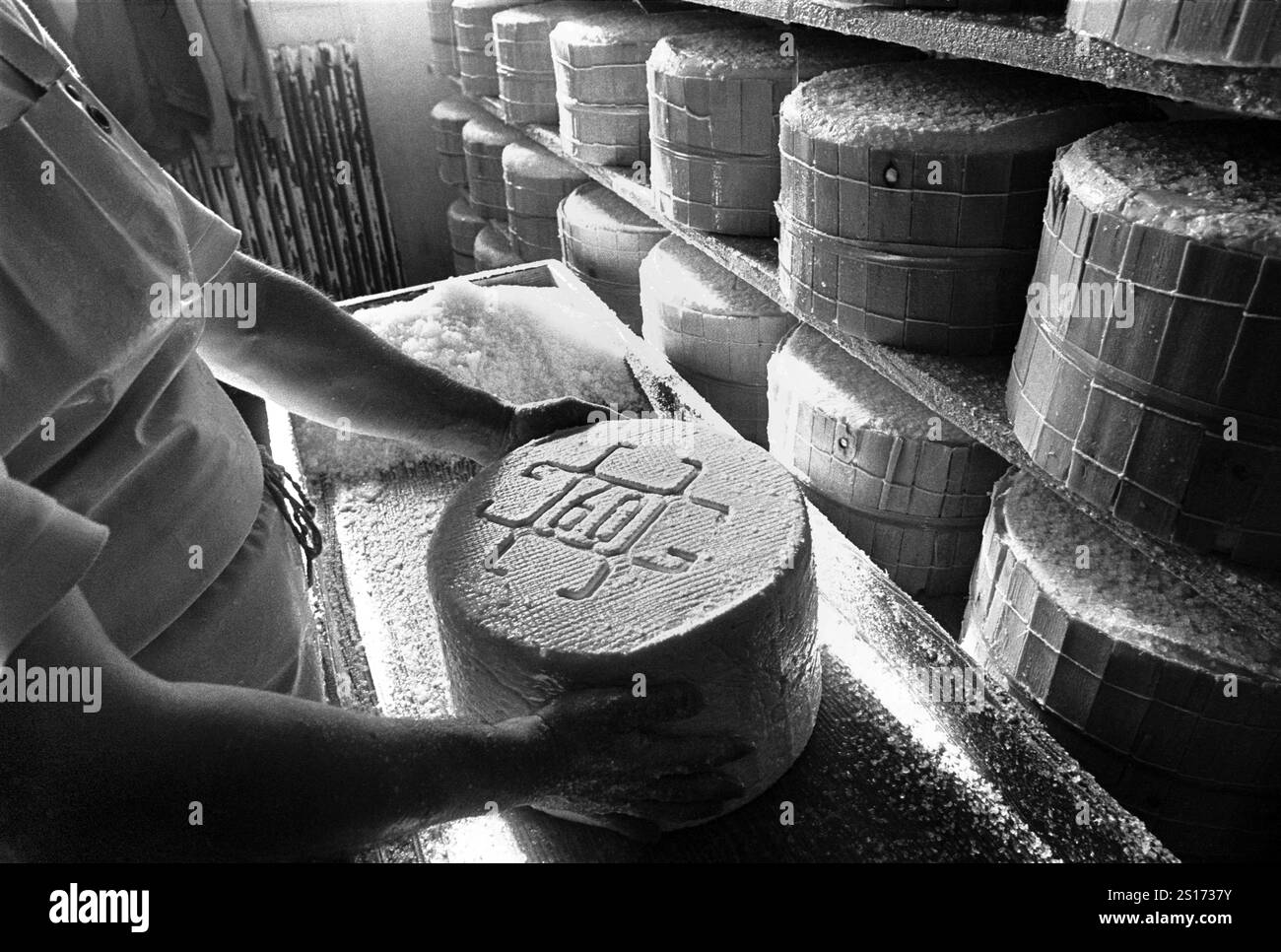 - production of DOC gorgonzola cheese - produzione del formaggio ...
