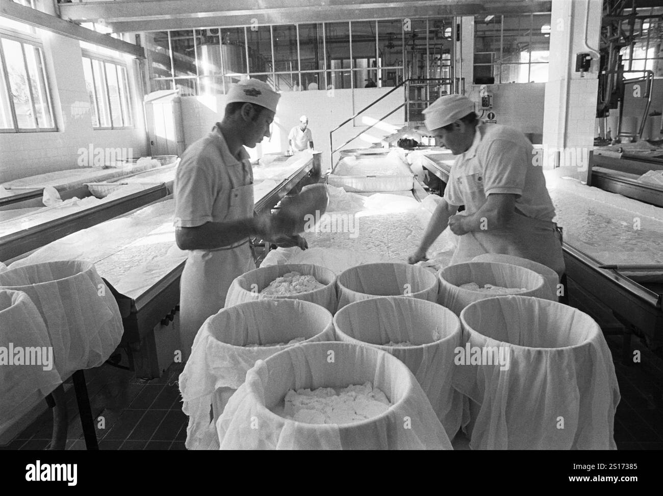 - production of DOC gorgonzola cheese - produzione del formaggio ...