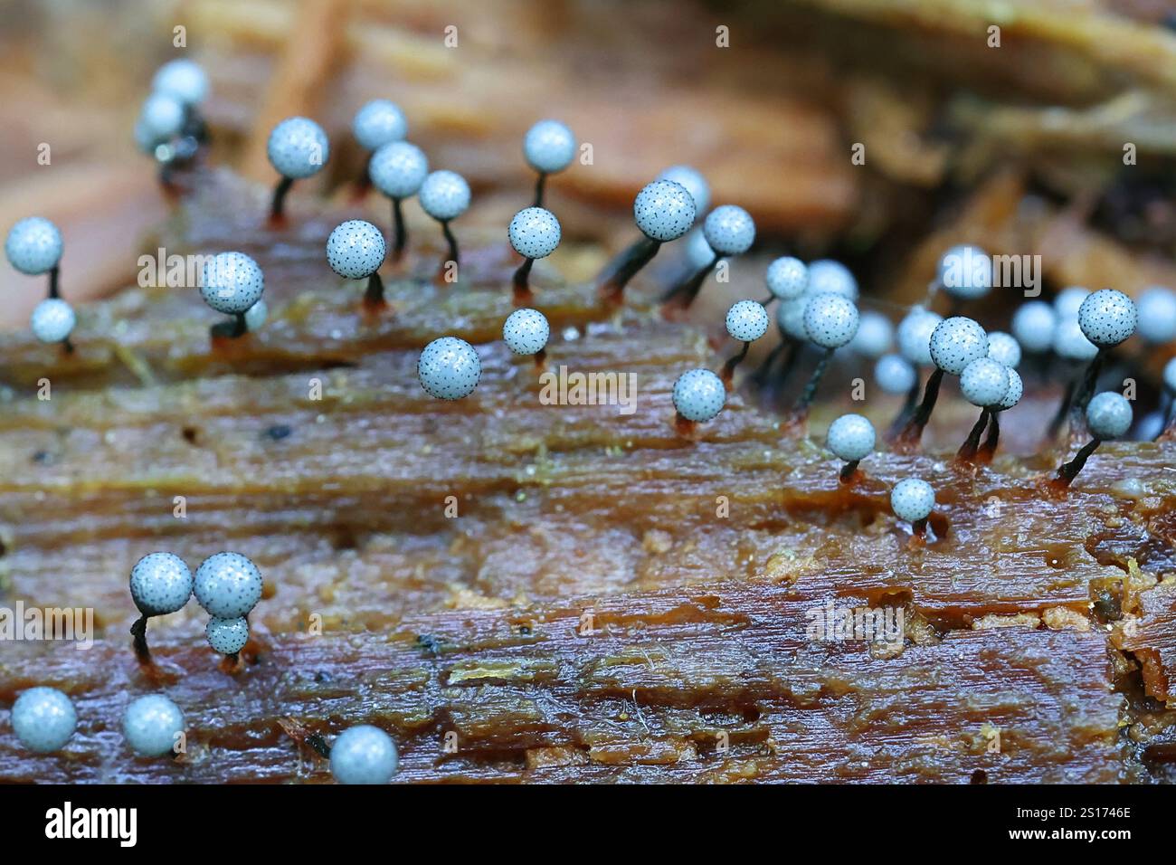 Cribraria piriformis, slime mold from Finland, no common English name ...