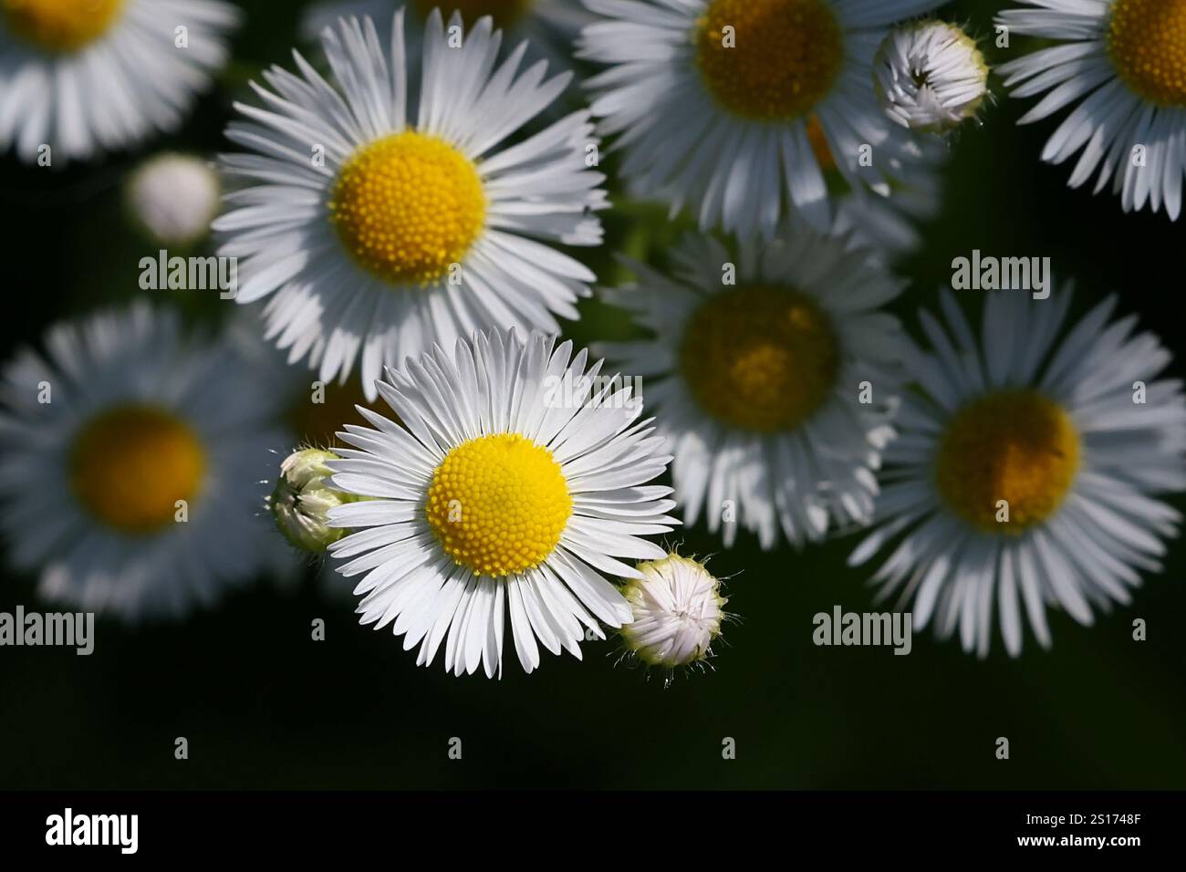 Annual fleabane, Erigeron annuus, formerly Aster annuus, also known as ...