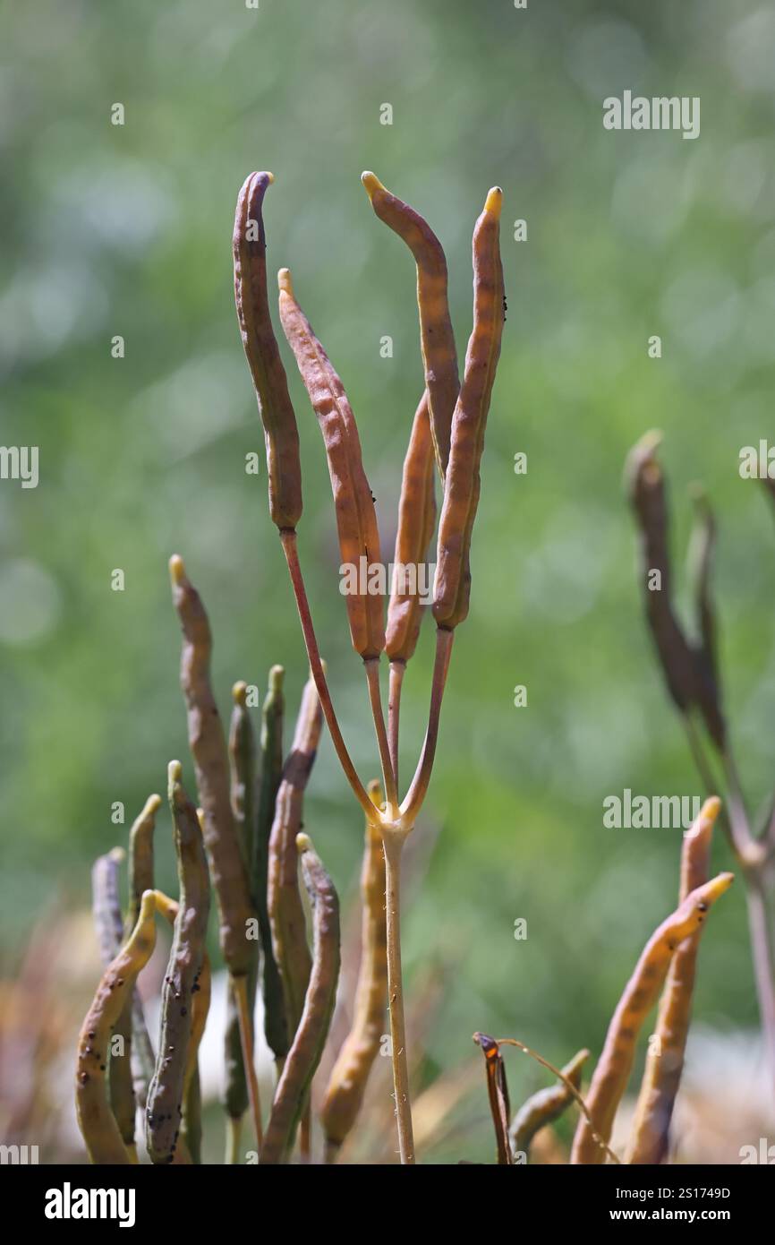 Fruits of Greater Celandine, Chelidonium majus, also known as ...