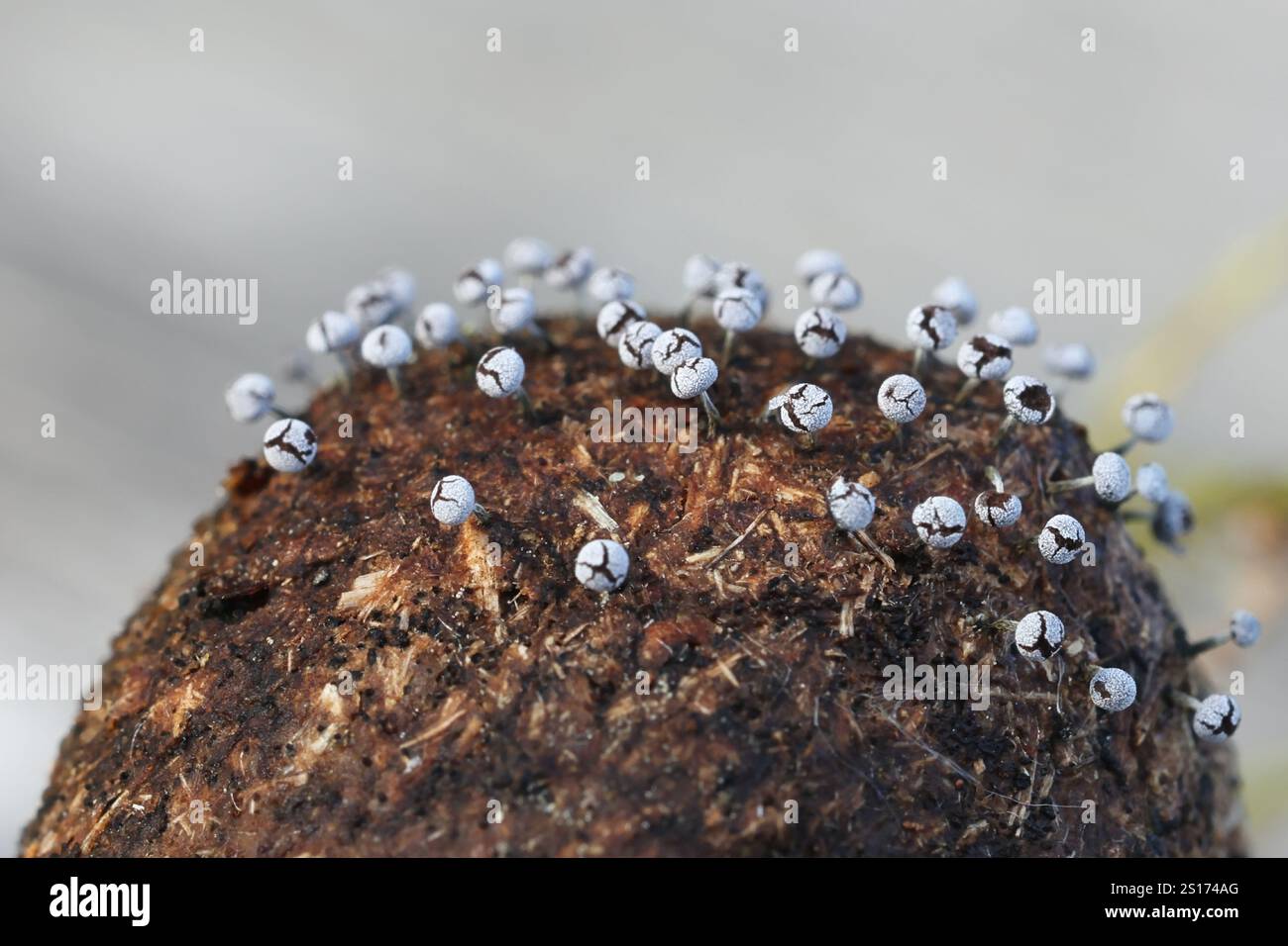 Slime mold, Physarum leucophaeum, growing on moose droppings in Finland ...