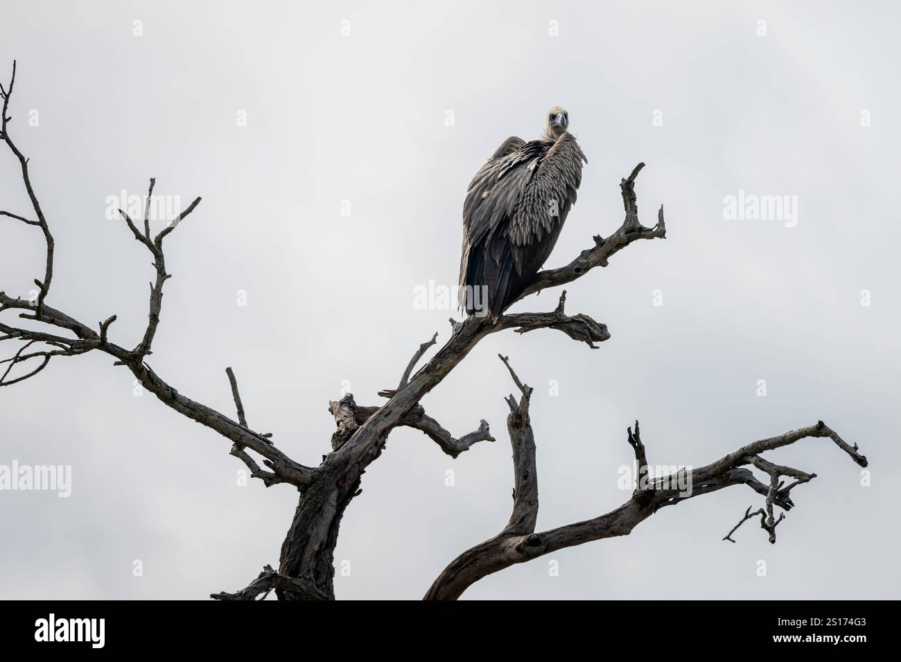 African Cape vulture perched on top of tree in Hluhluwe Imfolozi ...