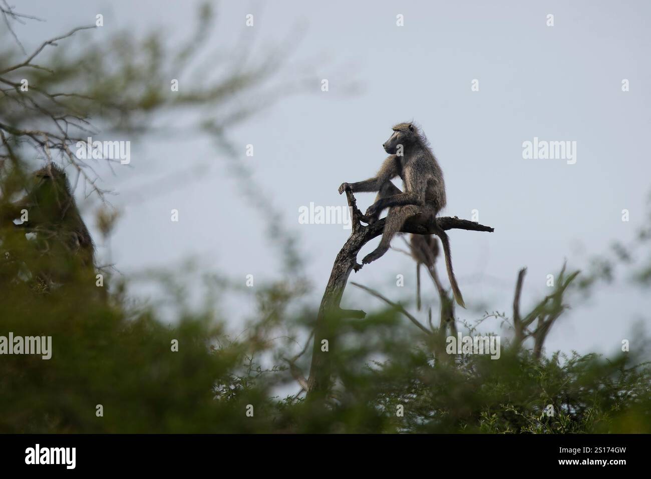African baboon sat on top of tree in the African bush in Hluhluwe ...