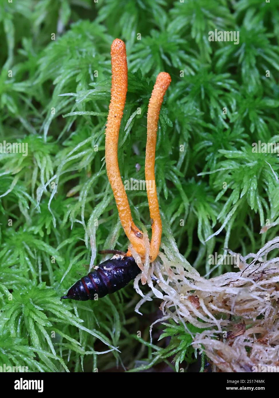 Cordyceps militaris, commonly known as Scarlet Caterpillar Club ...