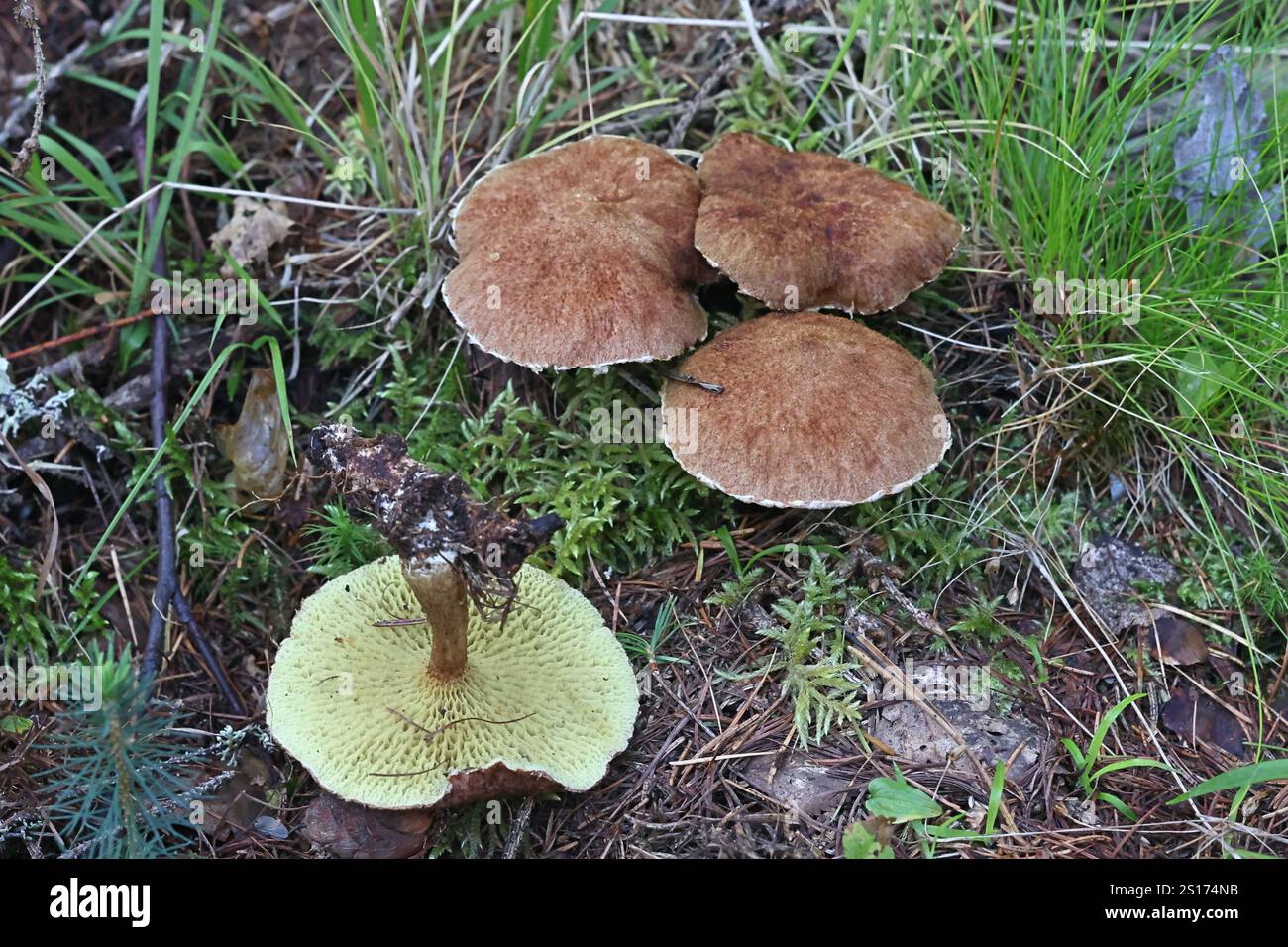 Suillus cavipes, commonly known as hollow bolete or hollow-stalked ...