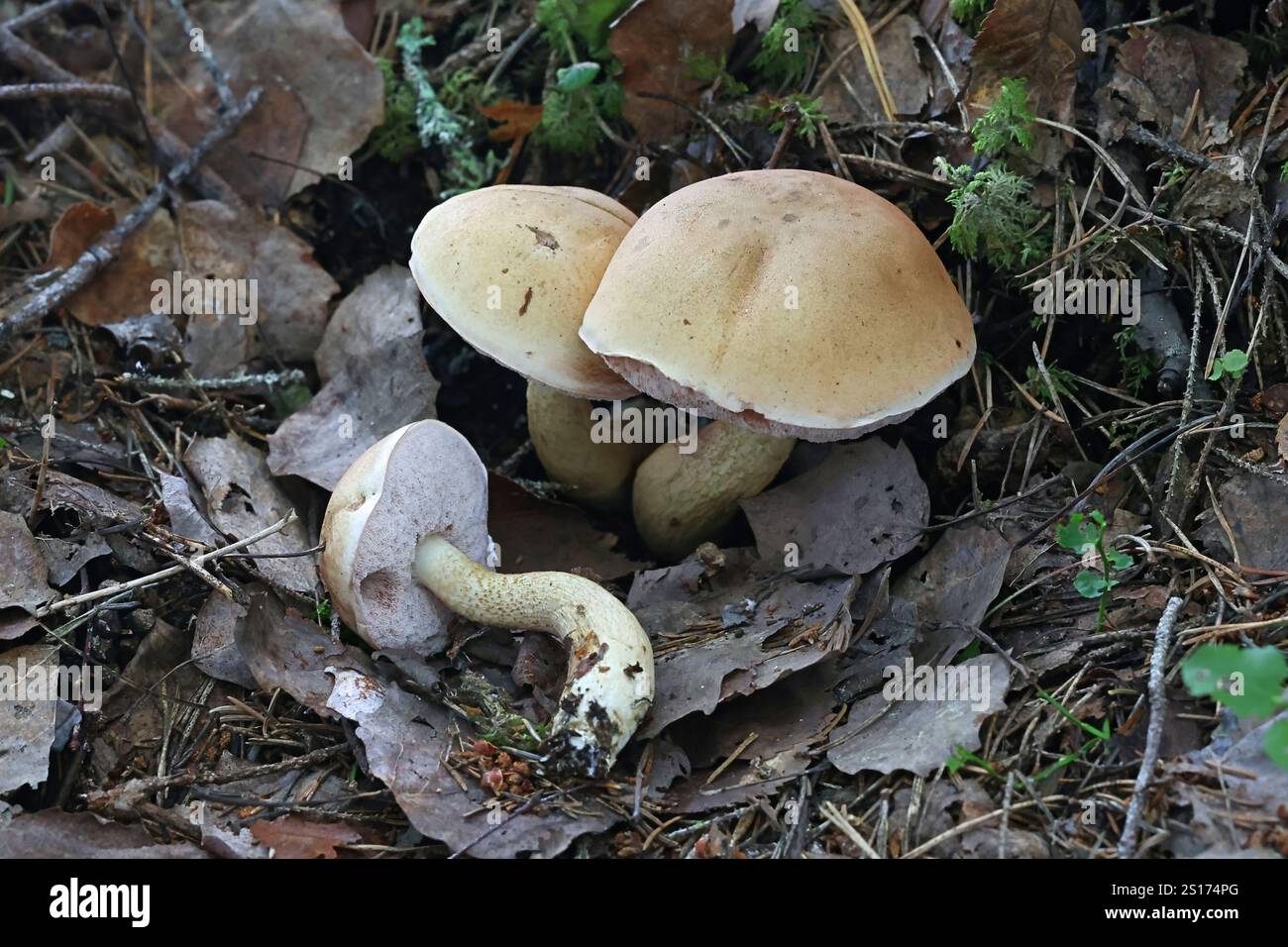 Bitter bolete, Tylopilus felleus, also known as bitter tylopilus, wild ...