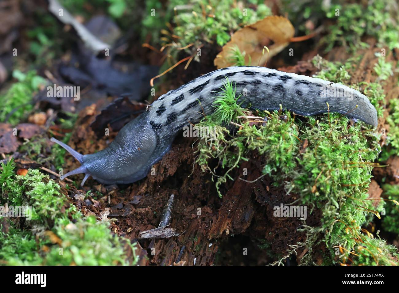 Limax cinereoniger, commonly known as ash-black slug, largest land slug ...