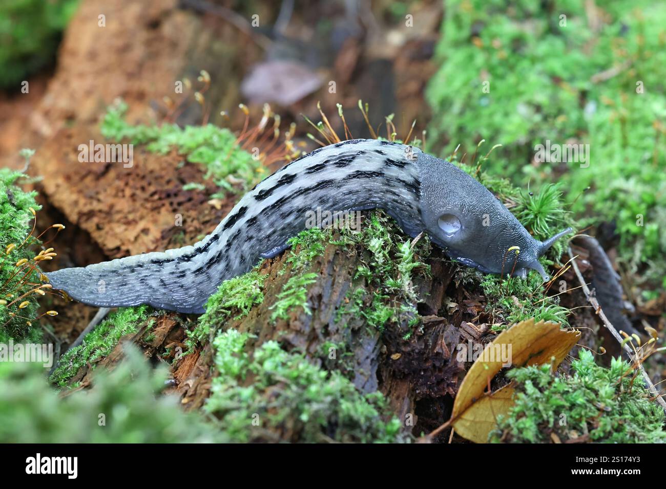 Limax cinereoniger, commonly known as ash-black slug, largest land slug ...
