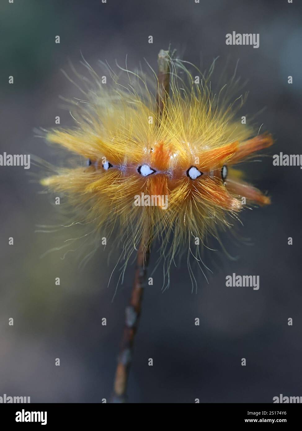 Colorful caterpillar of Sycamore moth, Acronicta aceris Stock Photo - Alamy