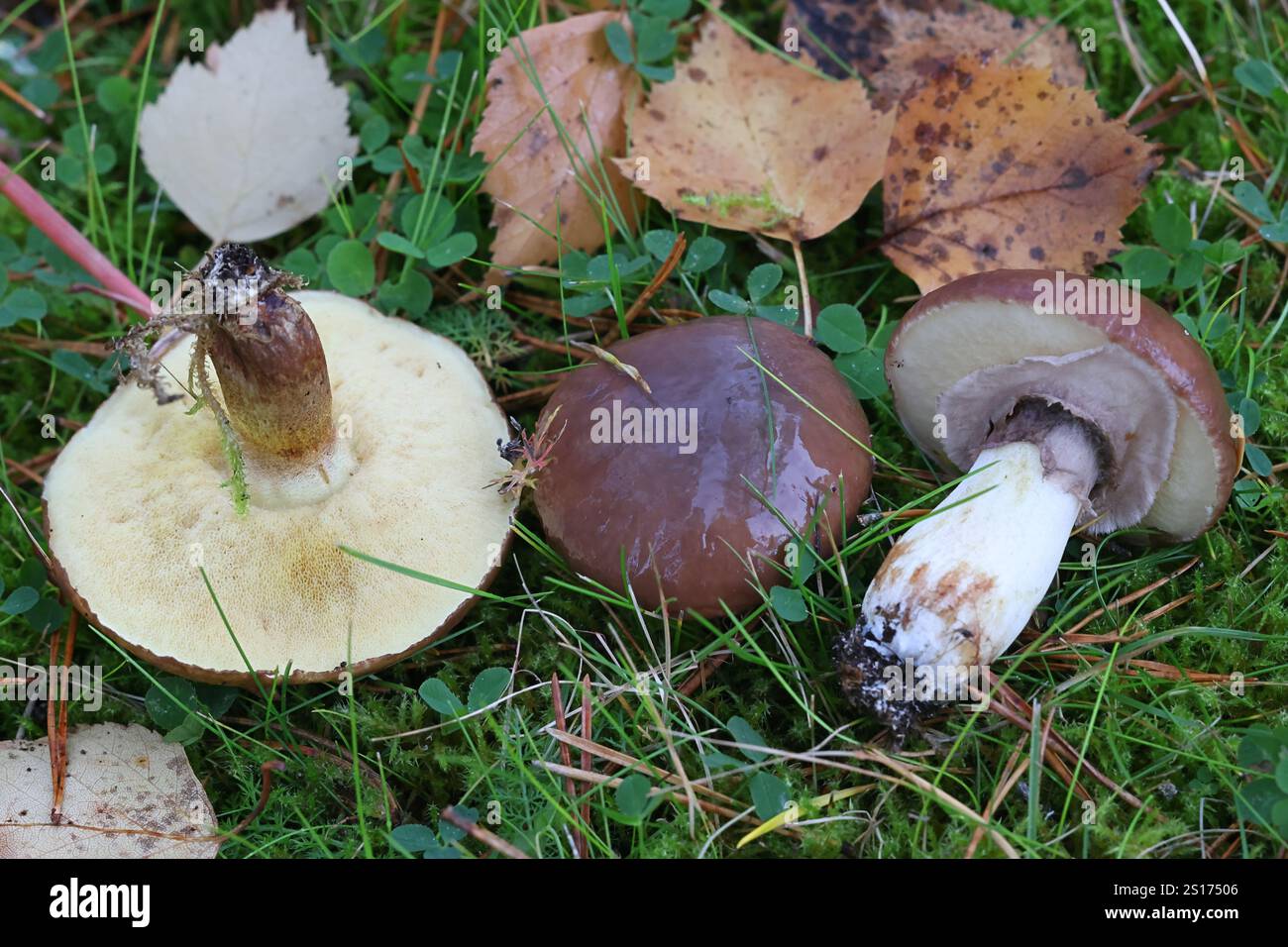 Suillus luteus, commonly known as slippery jack or sticky bun, edible ...