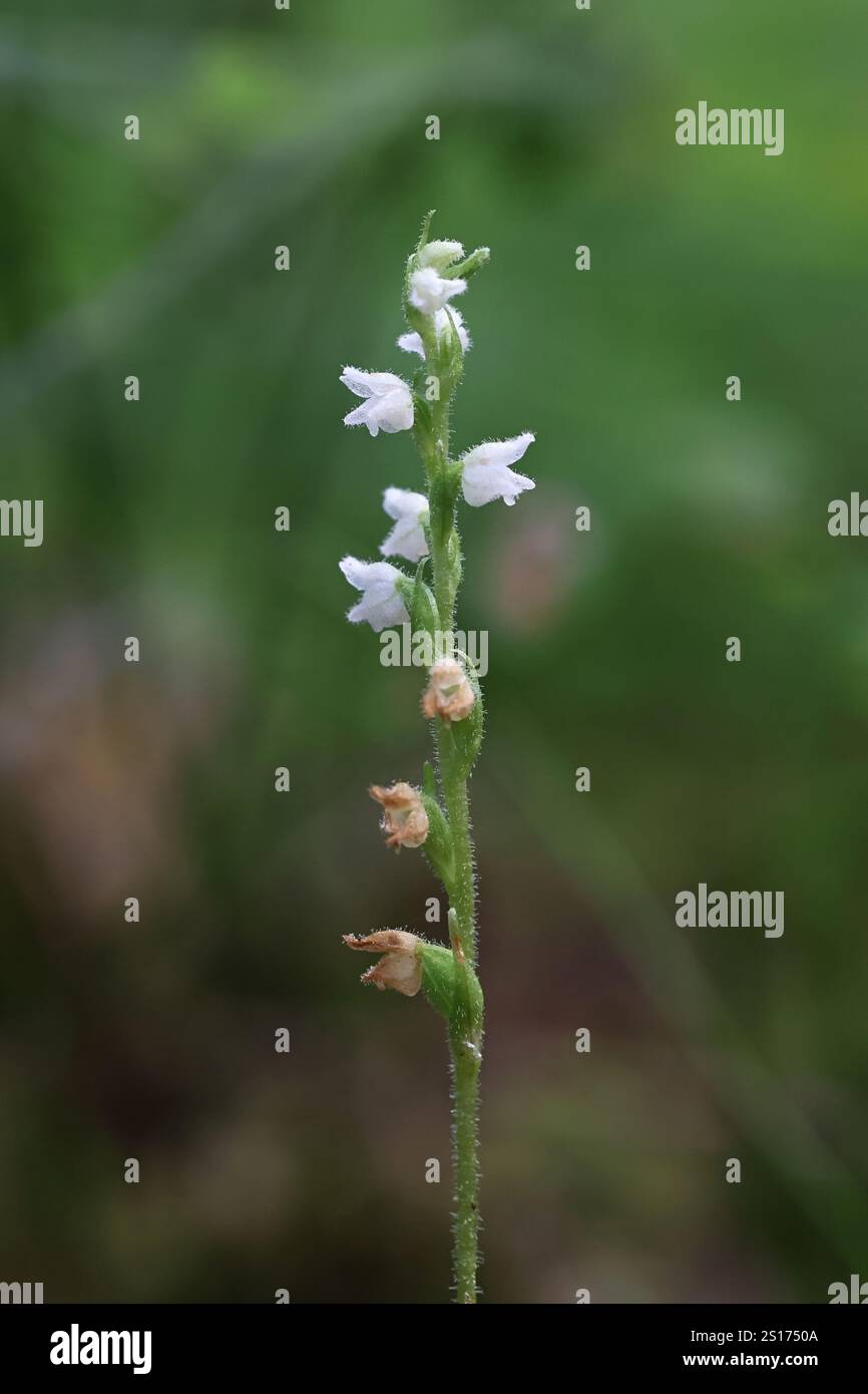 Creeping Lady's Tresses, Goodyera repens, also known as Dwarf ...