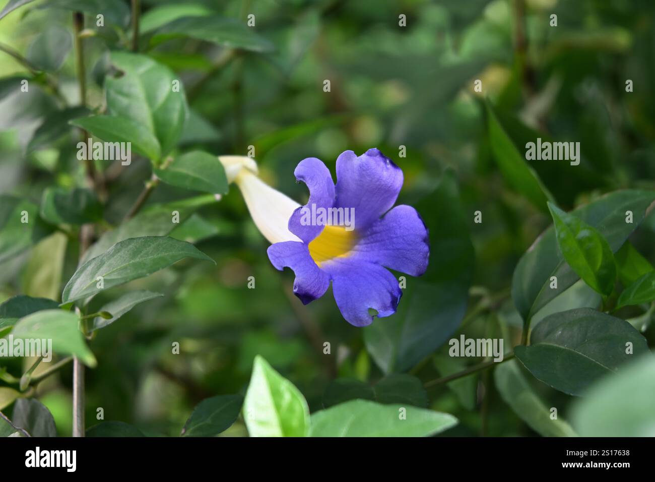 A damaged flower of the bush clock vine (Thunbergia erecta) is blooming ...
