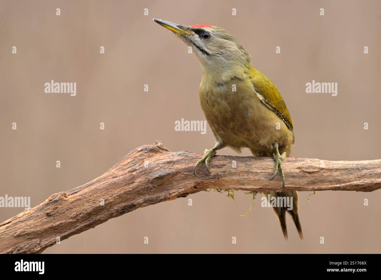 Greyheaded woodpecker Picus canus bird songbird wildlife nature ...
