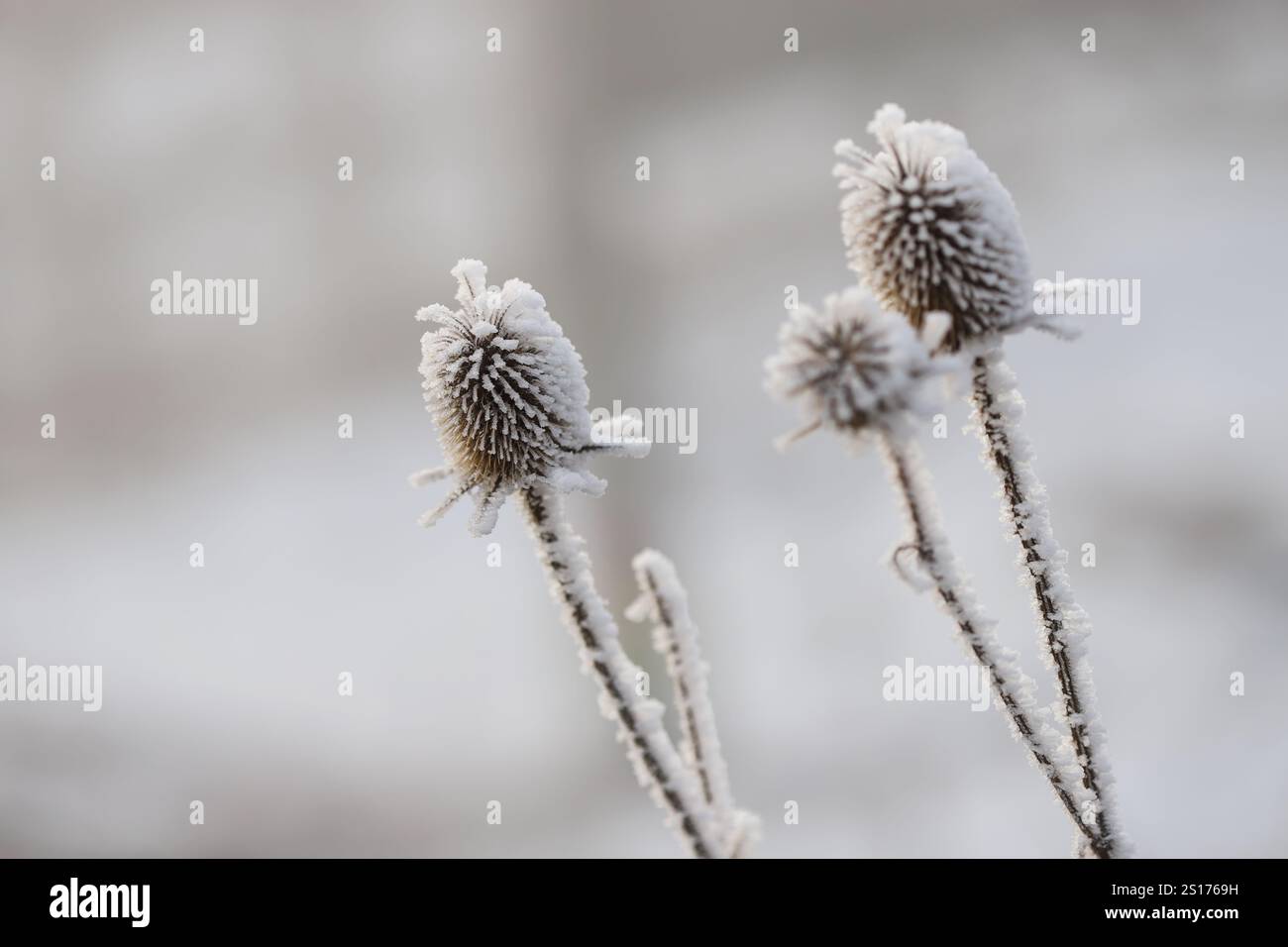 Frozen wild teasel (Dipsacus sylvestris) close up Stock Photo - Alamy