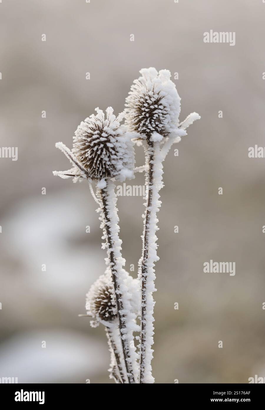 Frozen wild teasel (Dipsacus sylvestris) close up Stock Photo - Alamy